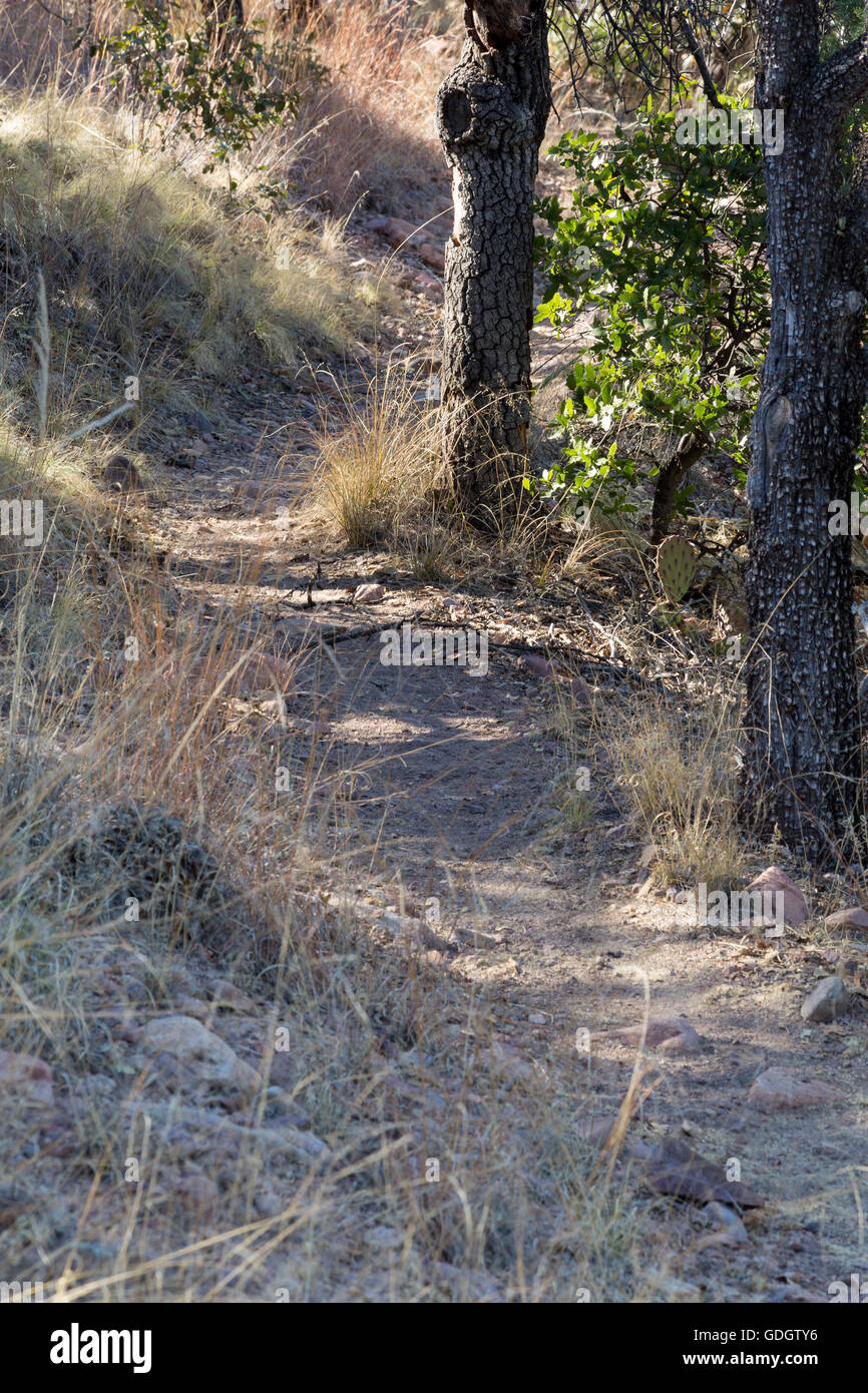 The Arizona Trail passing through oak and ponderosa pine trees in the ...