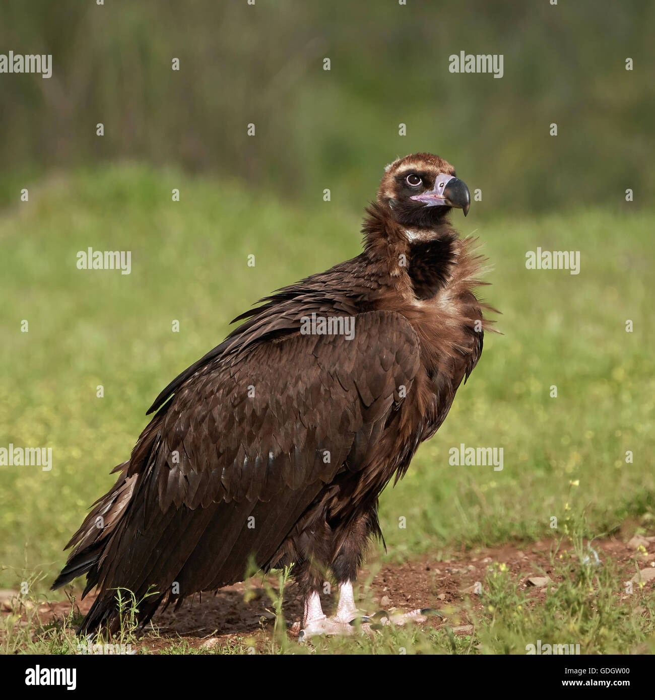 Black vulture on the ground hi-res stock photography and images - Alamy
