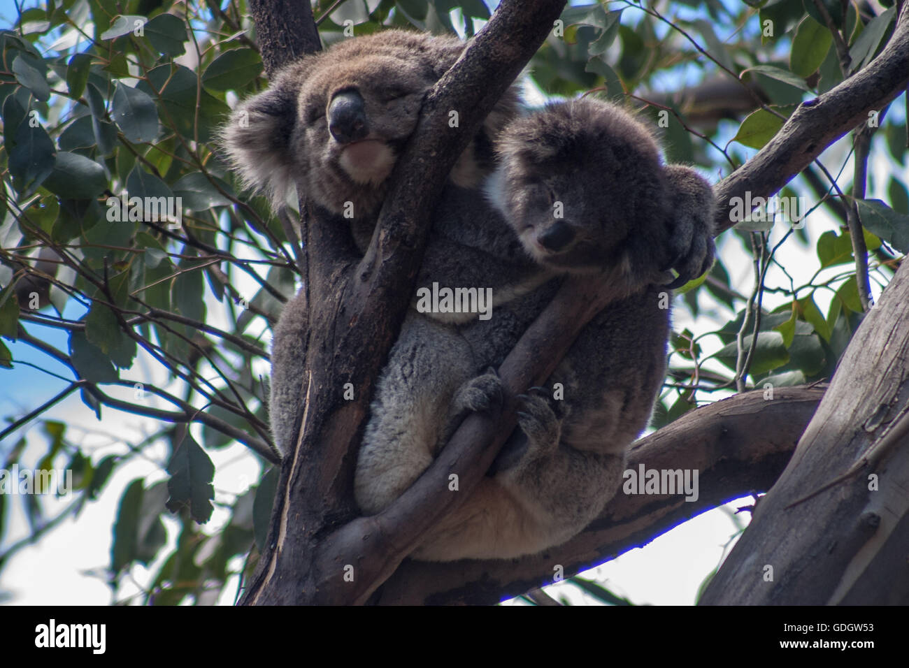 Koala on Kangaroo Island Stock Photo - Alamy