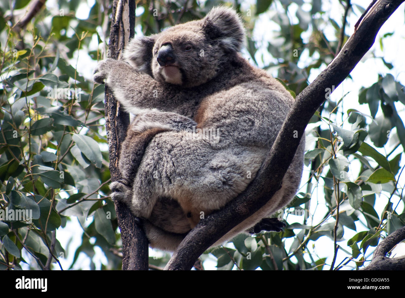 Koala on Kangaroo Island Stock Photo - Alamy