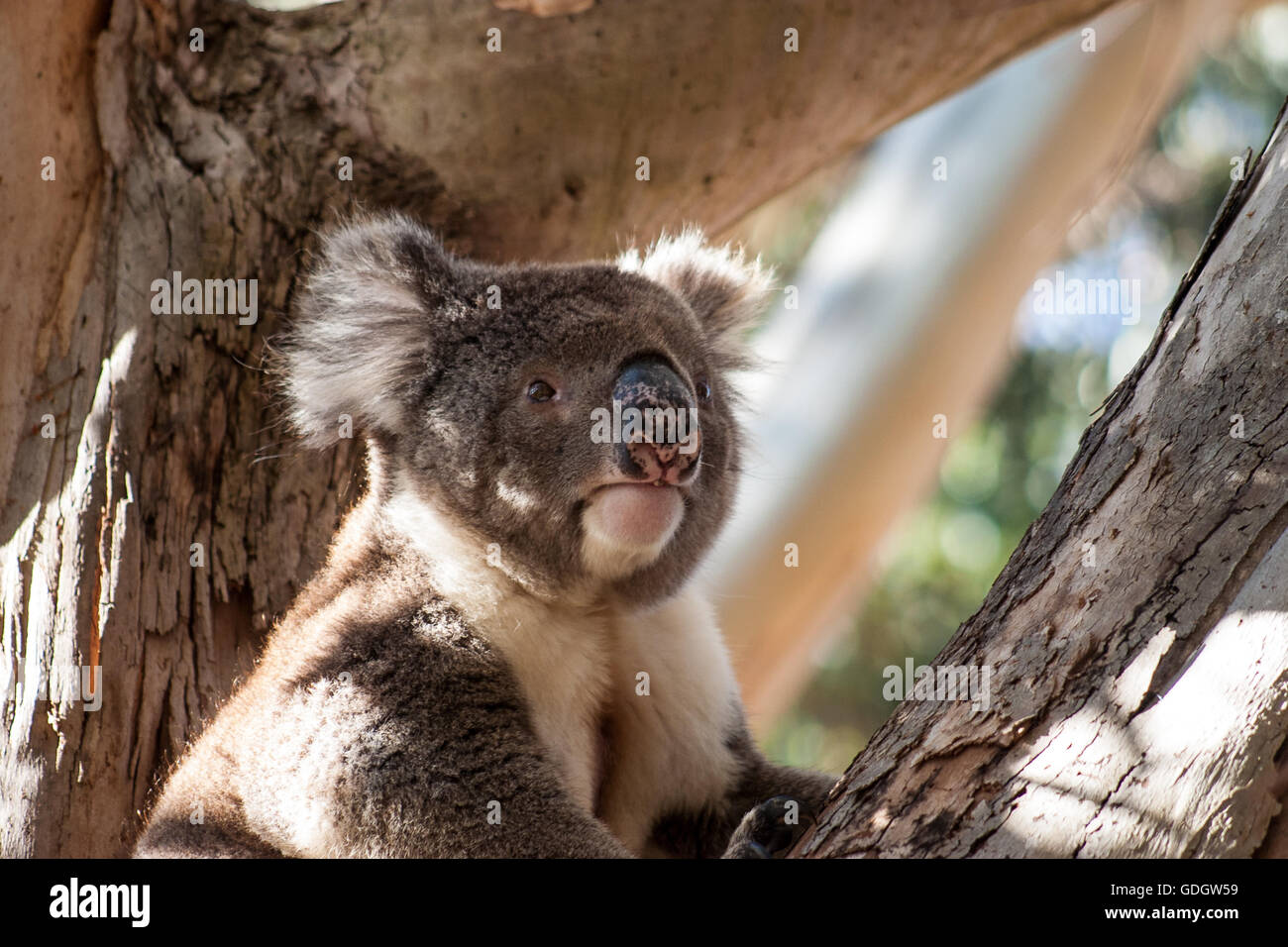Koala on Kangaroo Island Stock Photo - Alamy