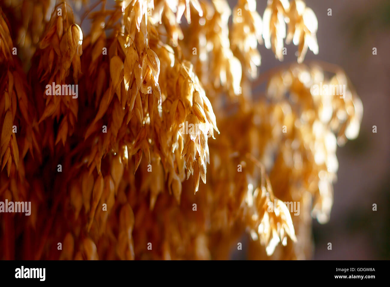 still life with decorative dryed oat in beautiful sunlight Stock Photo ...