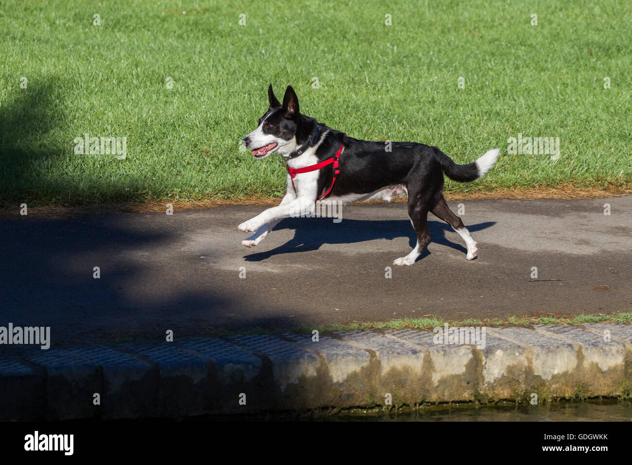 Dog in Abington Park, Northampton Stock Photo - Alamy