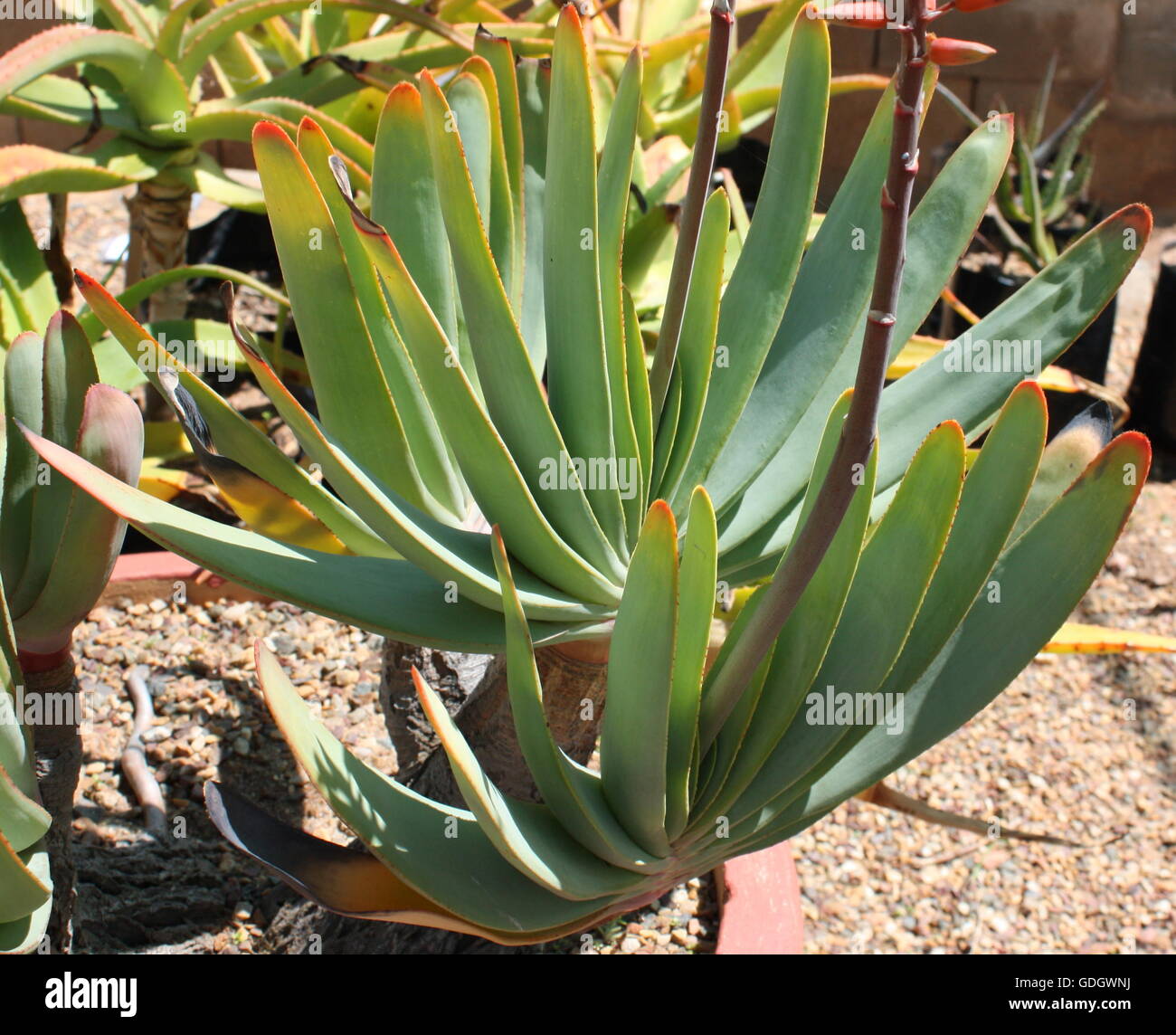 aloe plicatilis fan aloe Stock Photo - Alamy