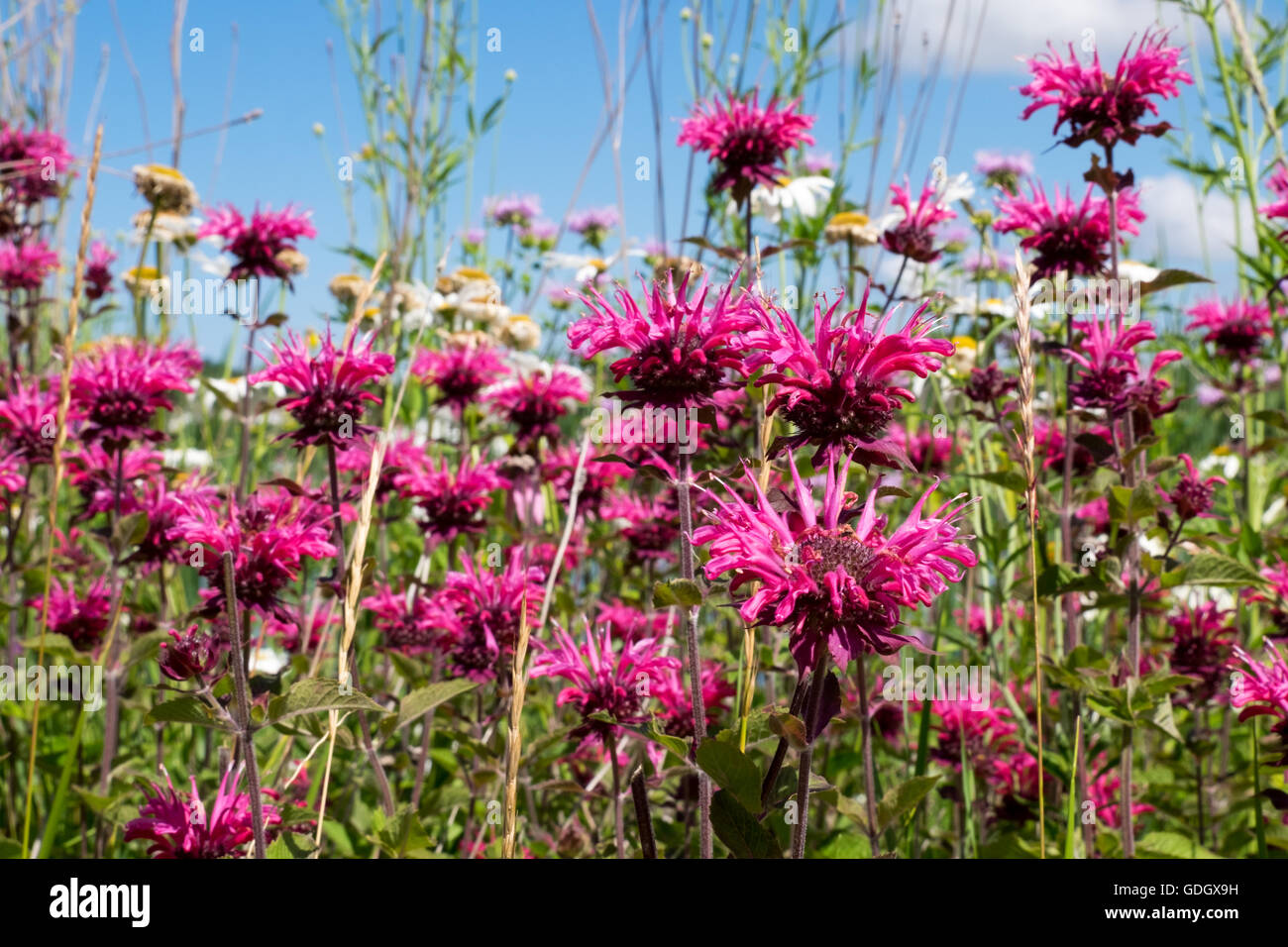 Bergamot flowers hi-res stock photography and images - Alamy
