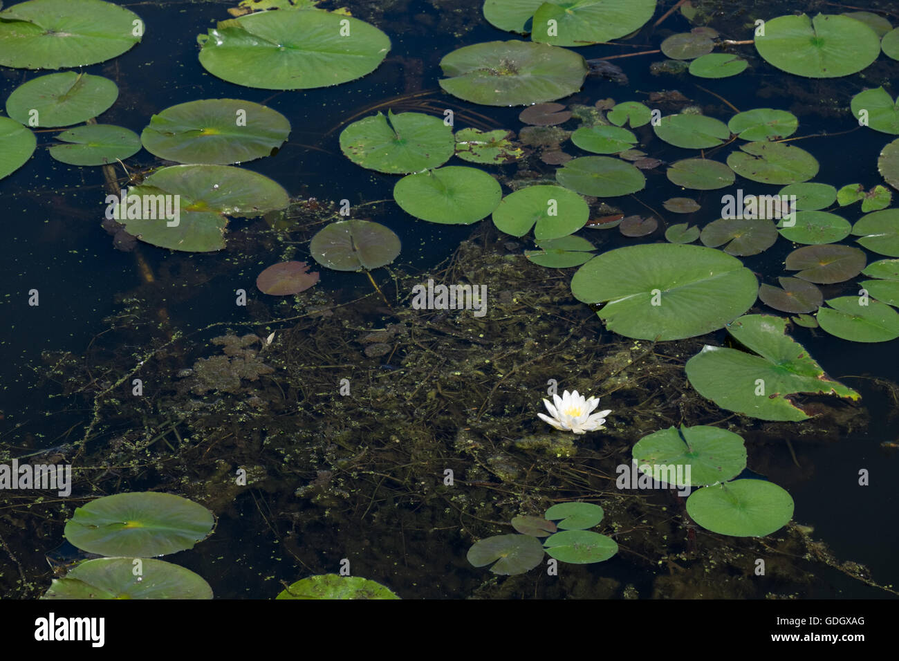 Water lily roots floating hi-res stock photography and images - Alamy
