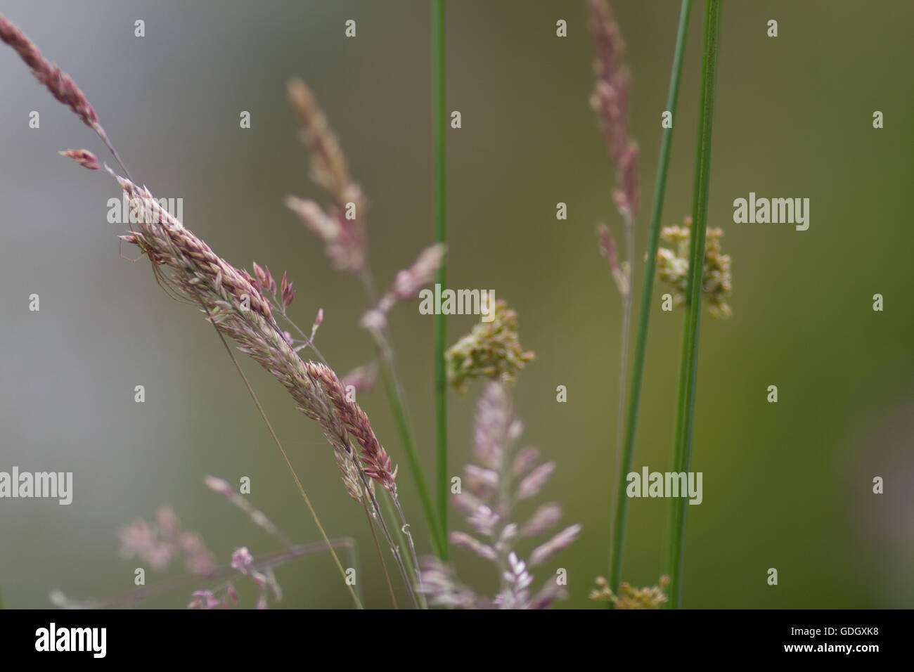 Detail of a grass meadow with tall grass and an out of focus background ...