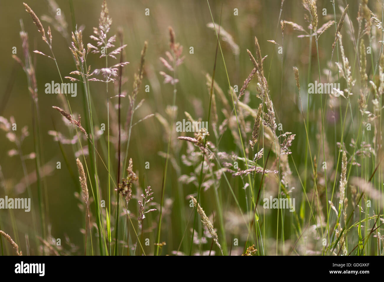 Grasses with seeds creating a natural background of a nature meadow ...