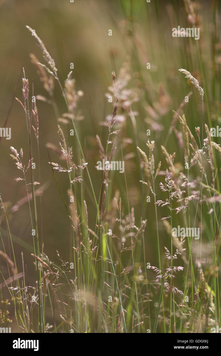Vertical nature background hi-res stock photography and images - Alamy