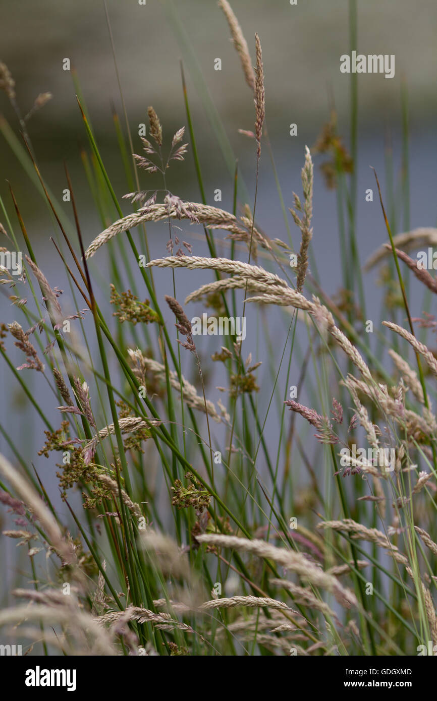 Vertical nature background hi-res stock photography and images - Alamy