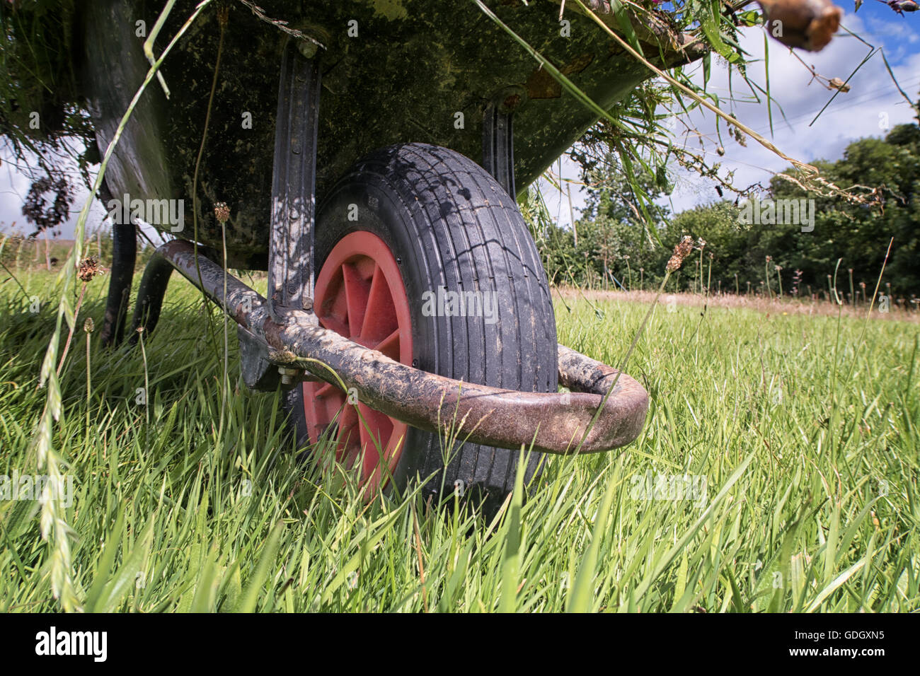 A full garden wheel barrow on long grass. Taken from a low view point ...