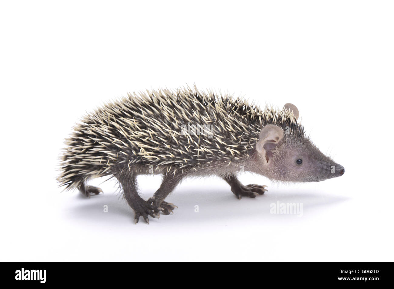 lesser hedgehog tenrec (Echinops telfairi Stock Photo - Alamy