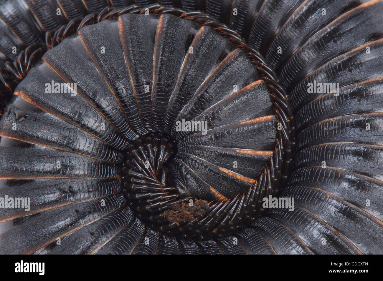 Black diplopoda arthropod hi-res stock photography and images - Alamy