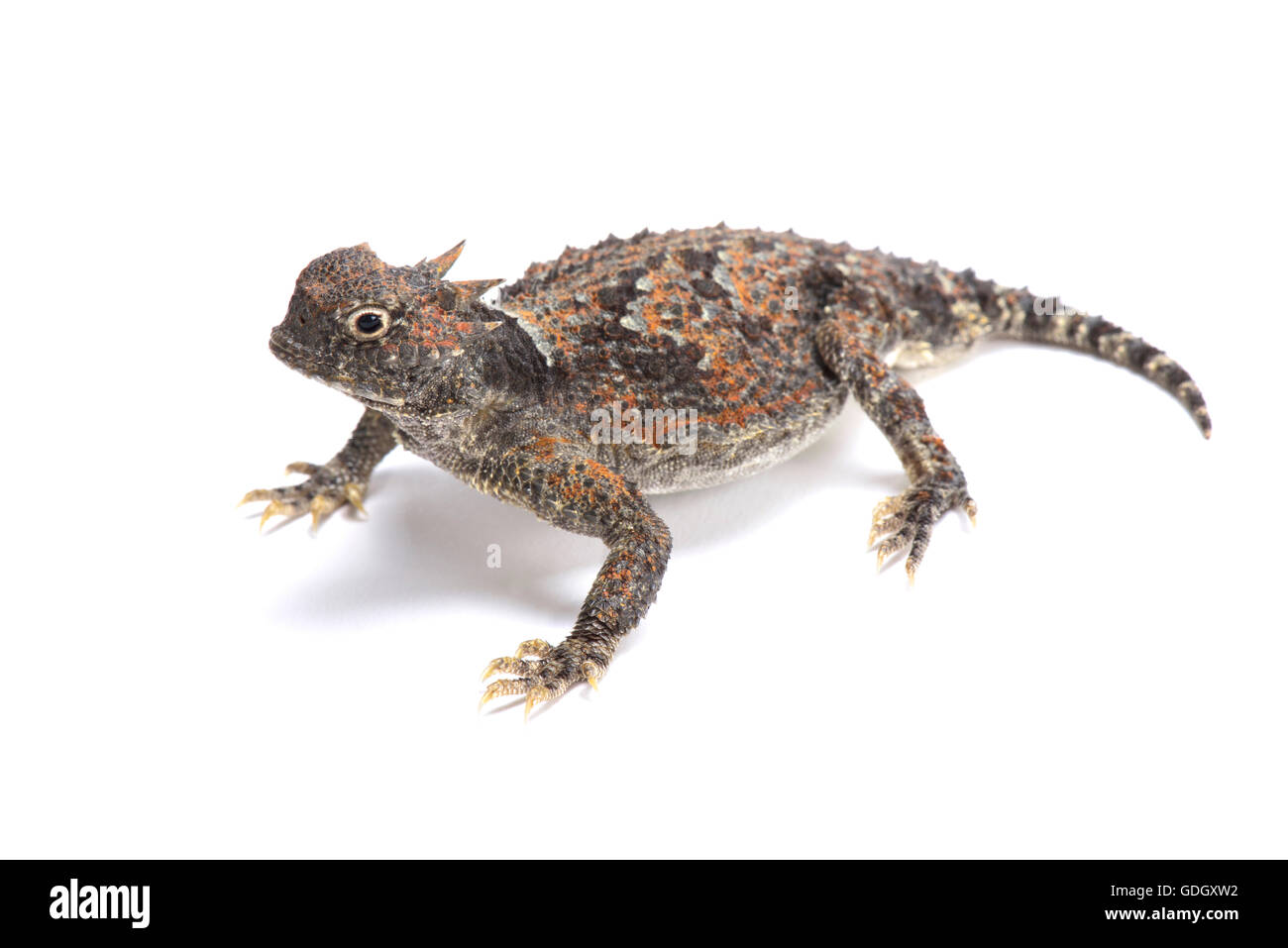 Horned lizard ant hi-res stock photography and images - Alamy