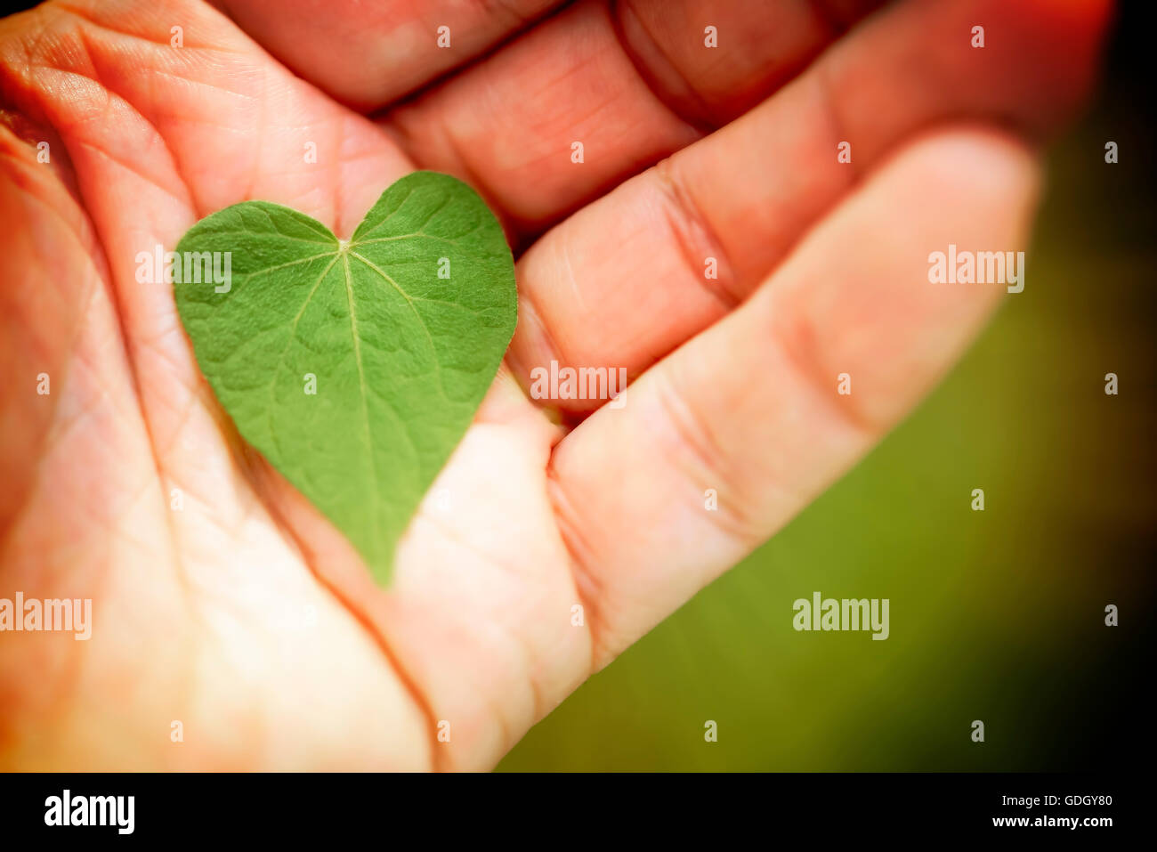 Heart shaped leaf hi-res stock photography and images - Alamy