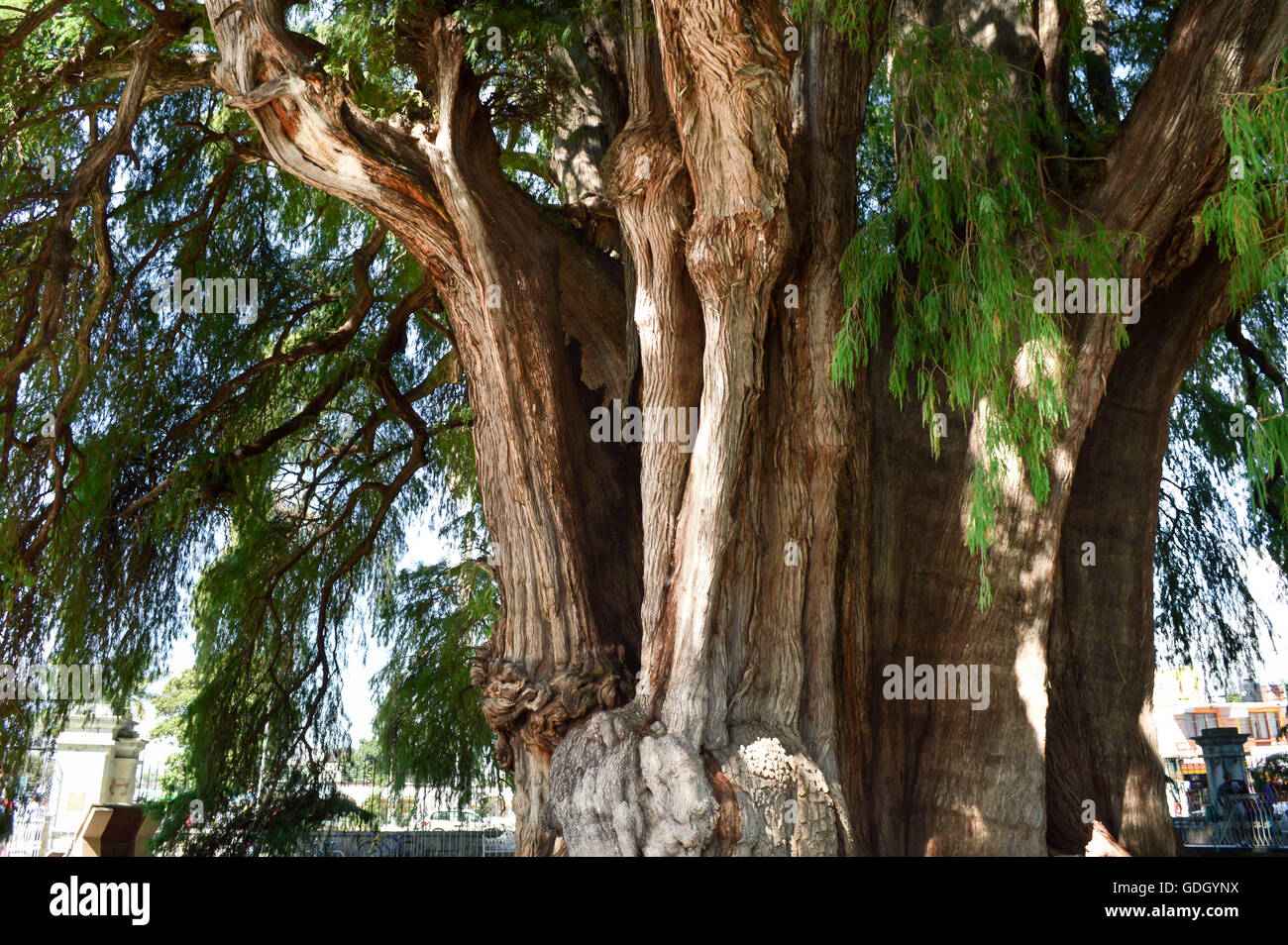 Arbol el Tule - one of the biggest trees on Earth, in Chiapas, Mexico ...