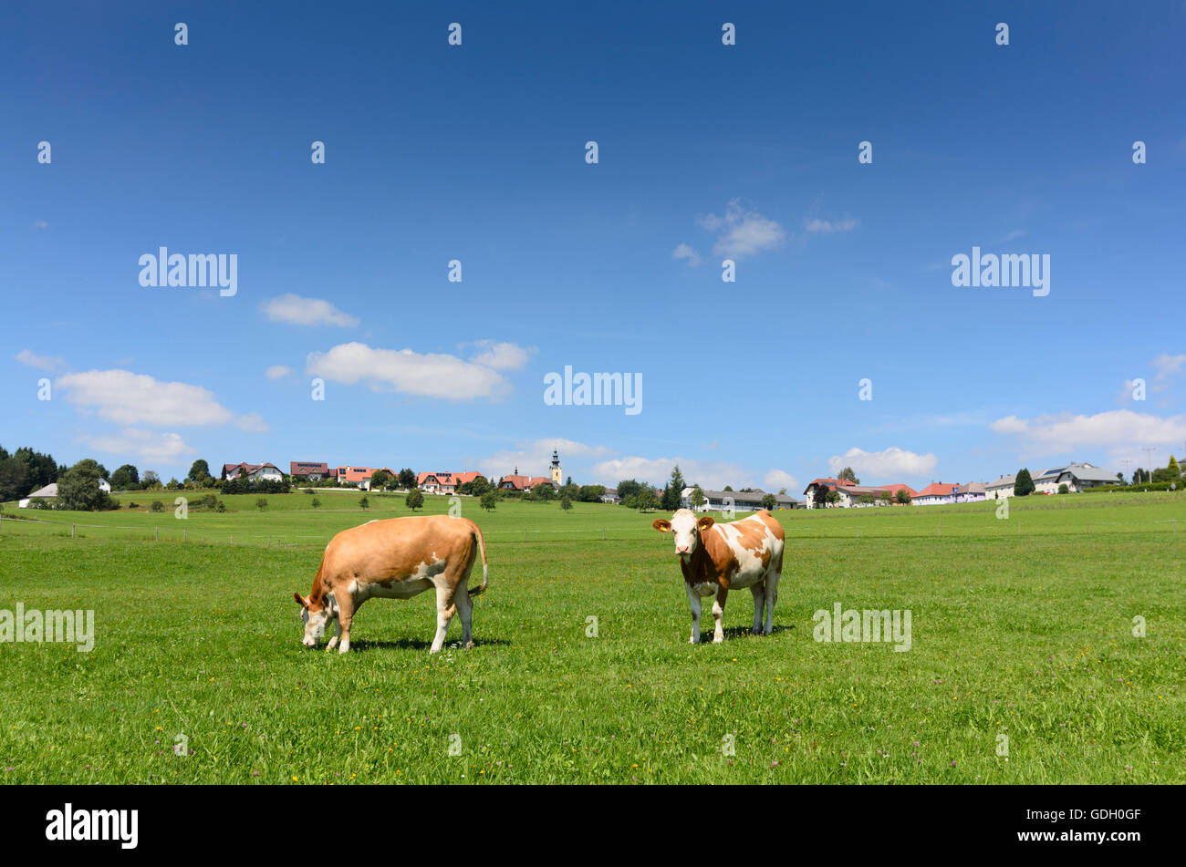 Oberneukirchen: Großtraberg, church hl. Josef der Arbeiter, cow, cows ...