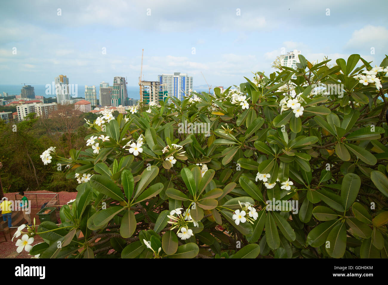 flowering tree with white flowers in Thailand Stock Photo - Alamy
