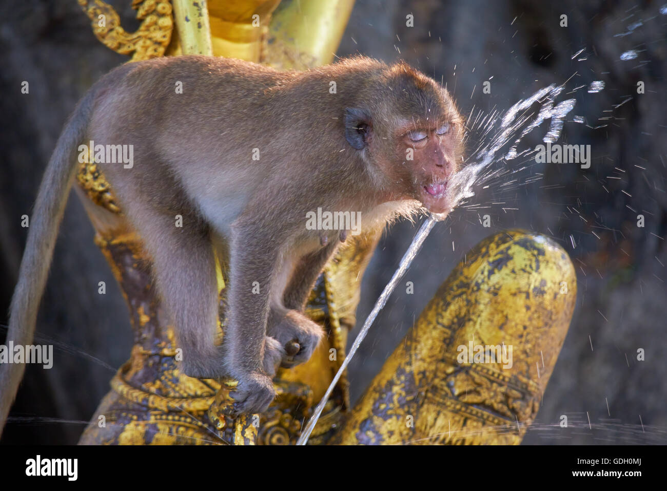 wild monkeys in Thailand Stock Photo - Alamy