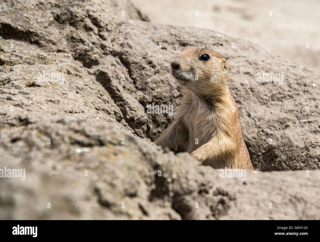 Prairie Dog Hole