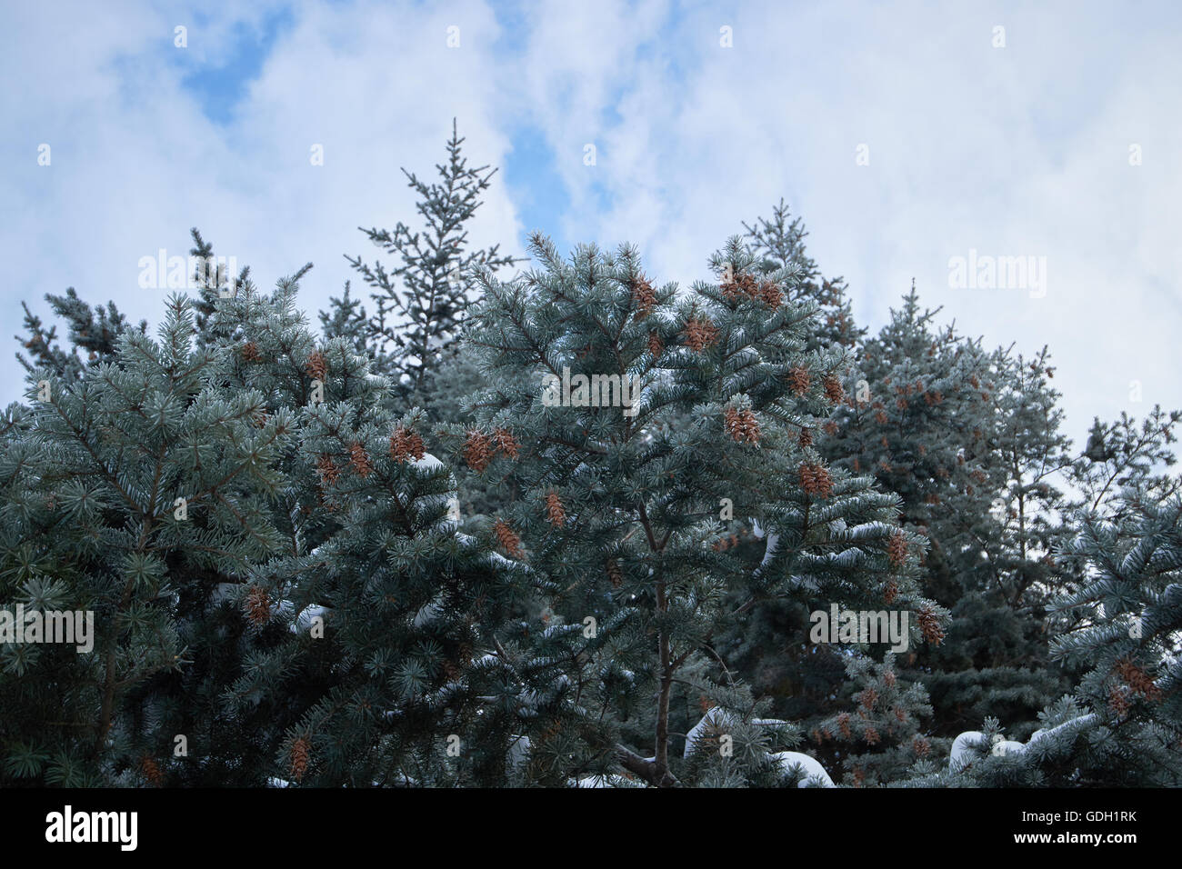 tops of spruce trees Stock Photo - Alamy