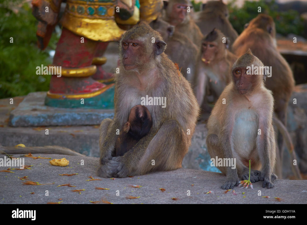wild monkeys in Thailand Stock Photo - Alamy