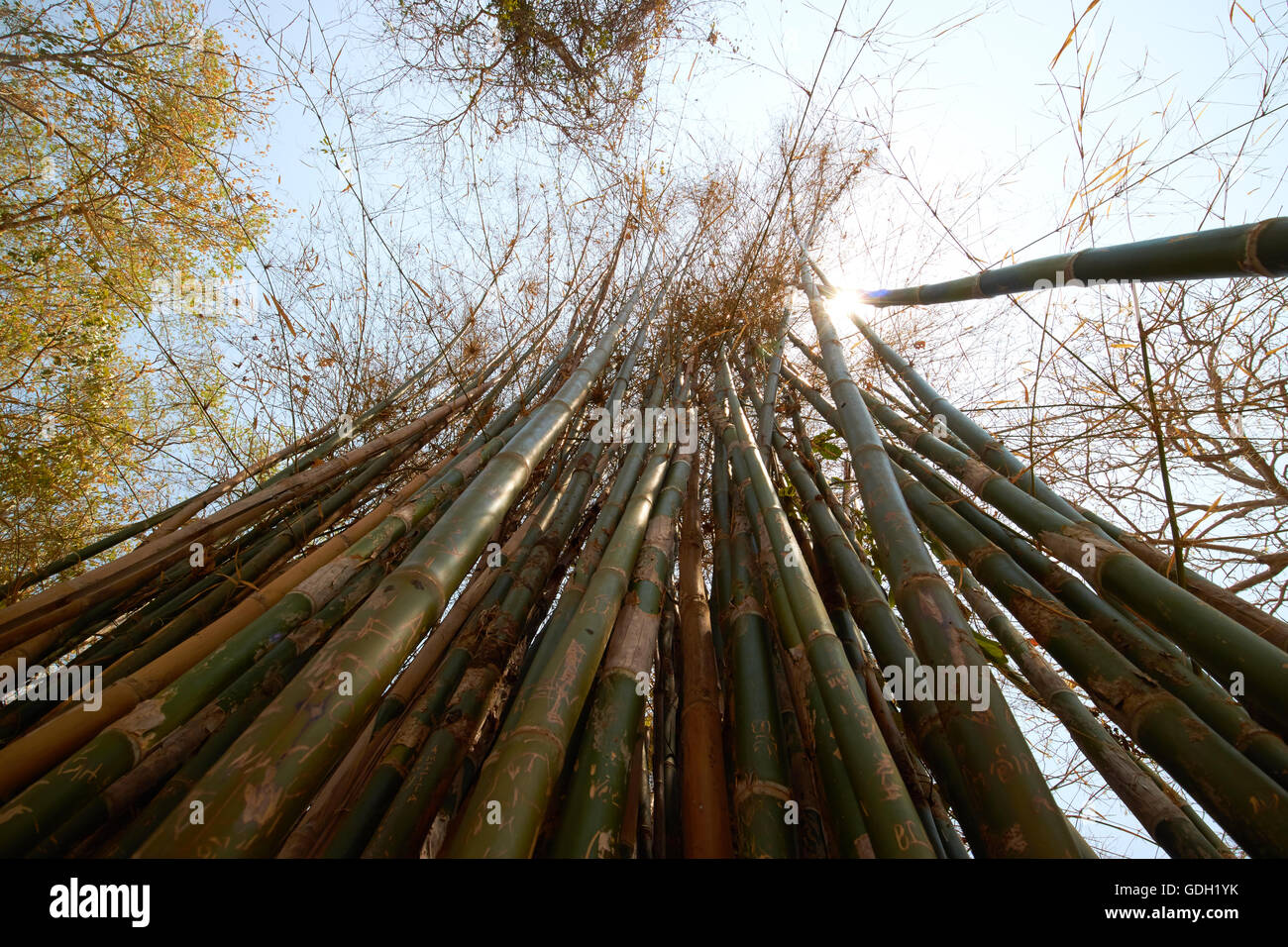 Fastest growing plant hi-res stock photography and images - Alamy