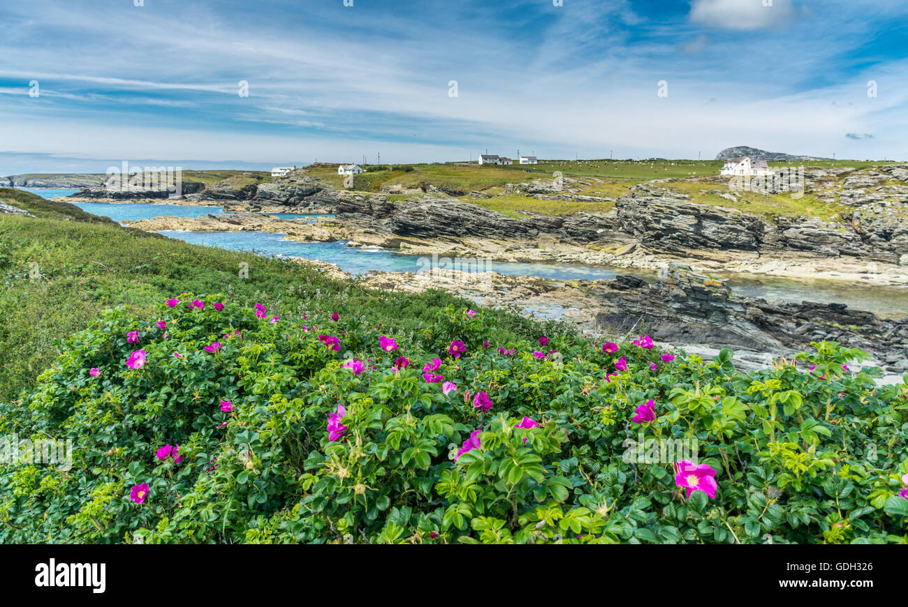 Cove near Trearddur Bay on Anglesey Stock Photo - Alamy
