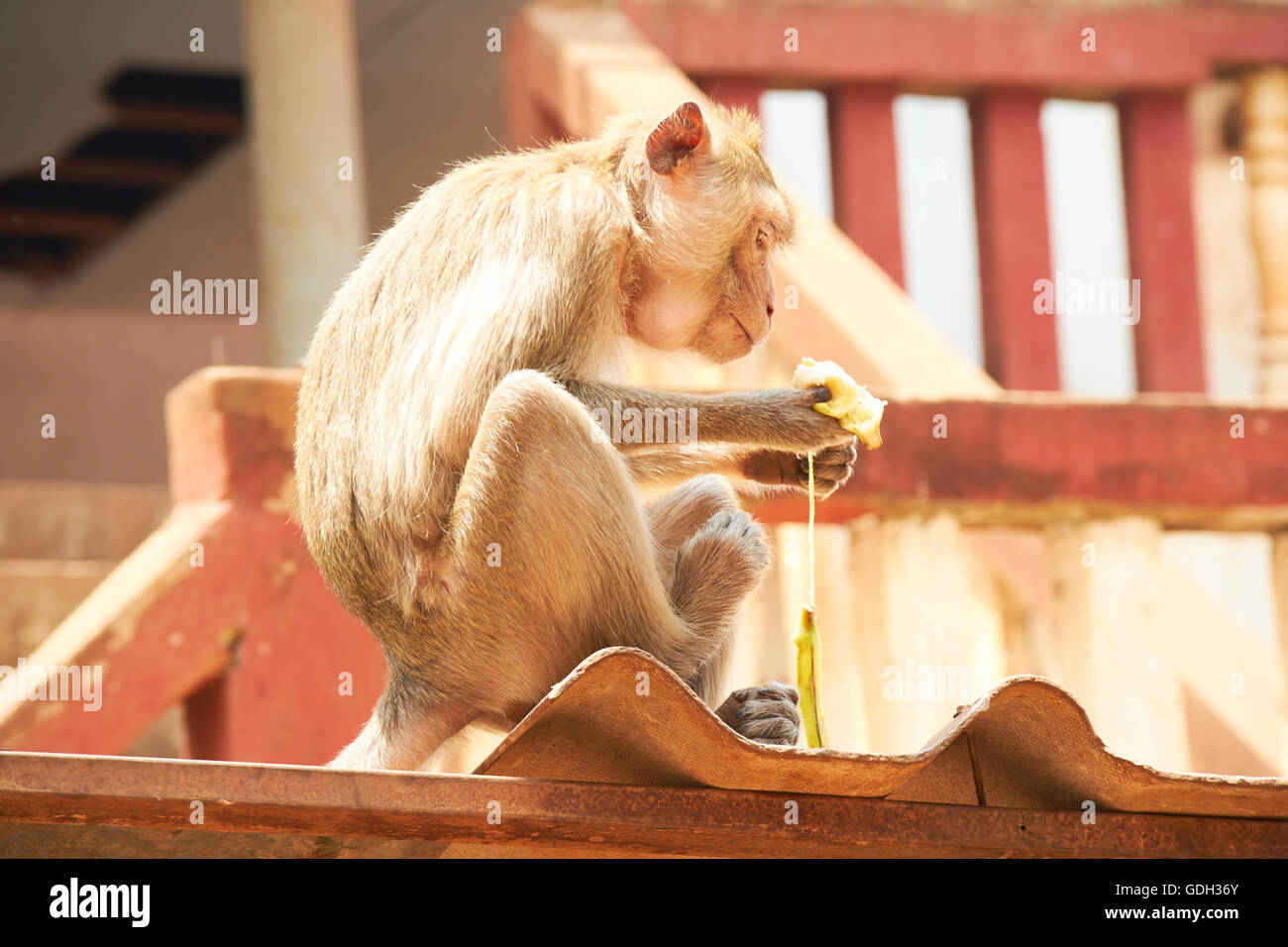 monkey in a zoo in Thailand Stock Photo - Alamy