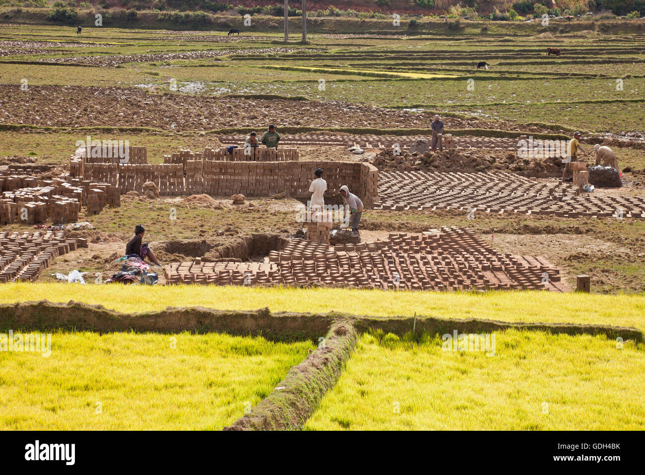 In Madagascar, bricks are traditionally made in situ from the silt ...