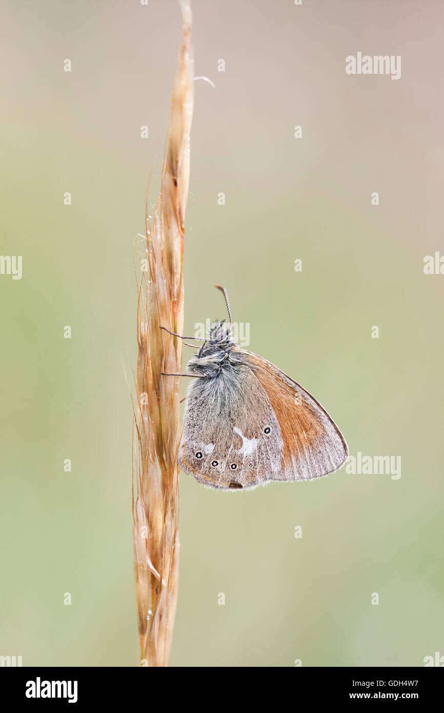 Small orange butterfly hi-res stock photography and images - Alamy
