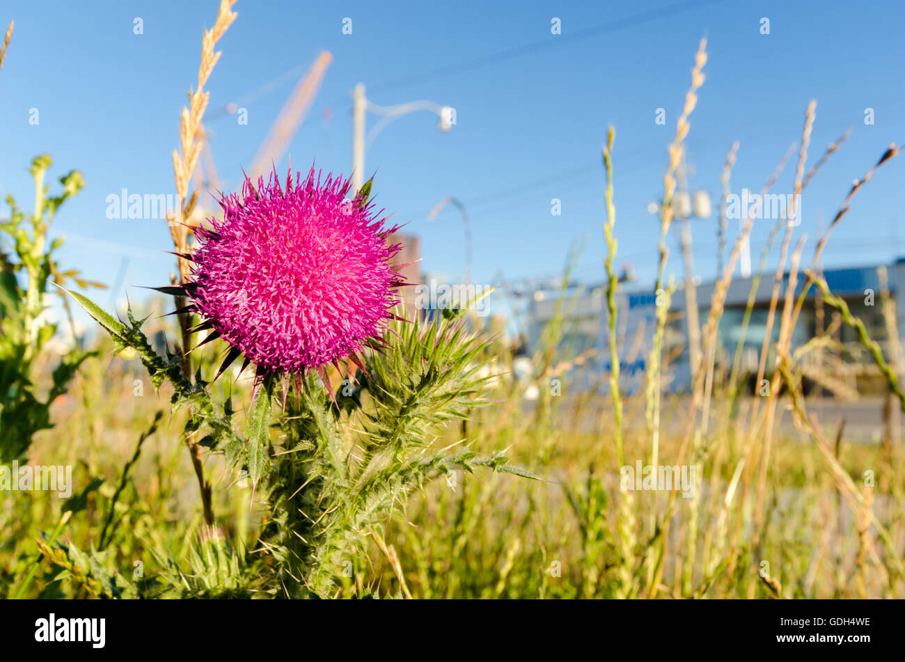 Thistle flower hi-res stock photography and images - Alamy