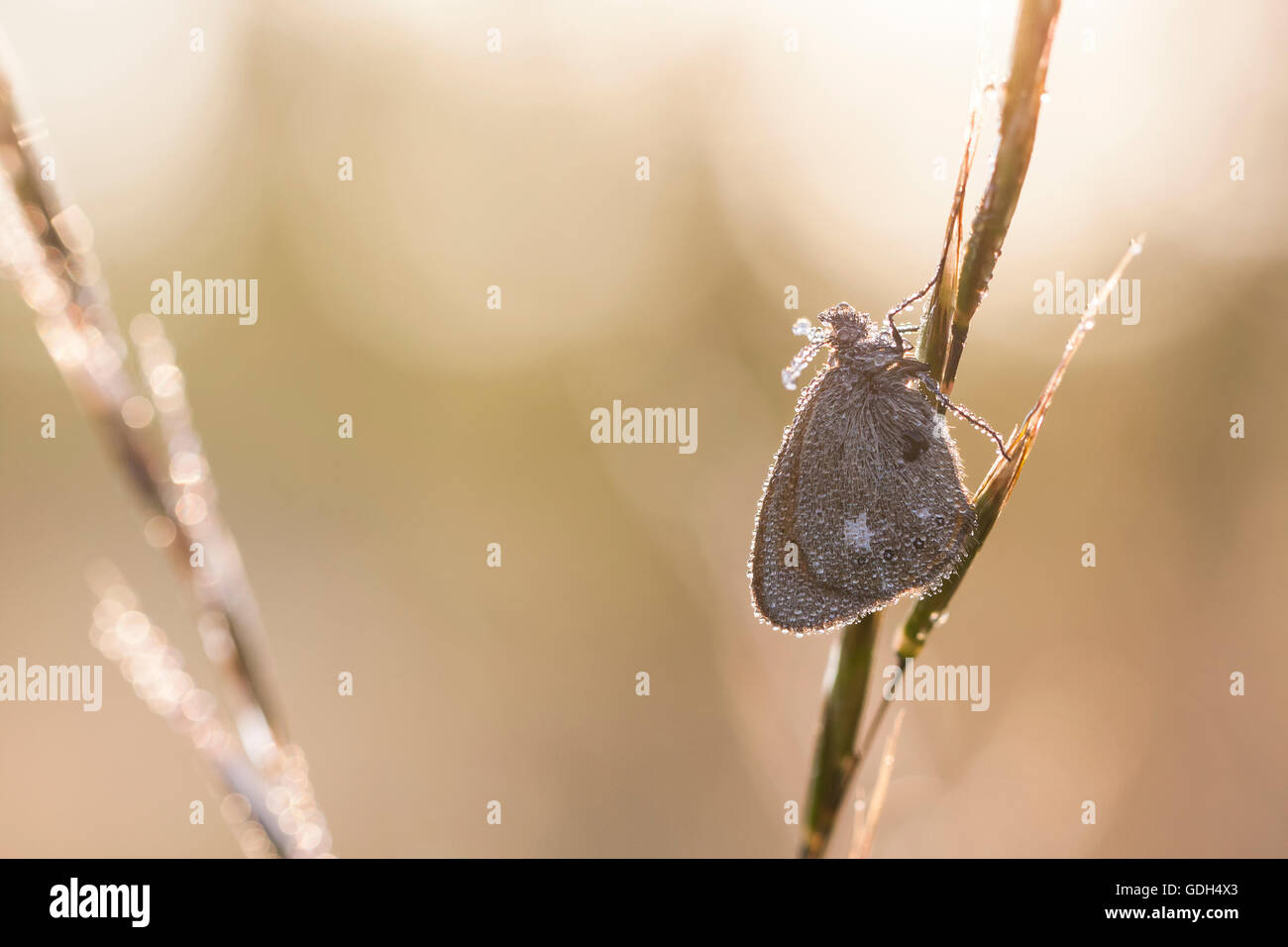 Closeup of a brown wet butterfly on a plant straw Stock Photo - Alamy
