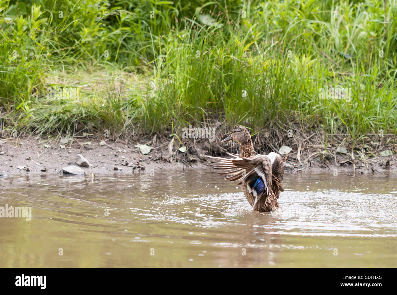 Summer splash animal hi-res stock photography and images - Alamy