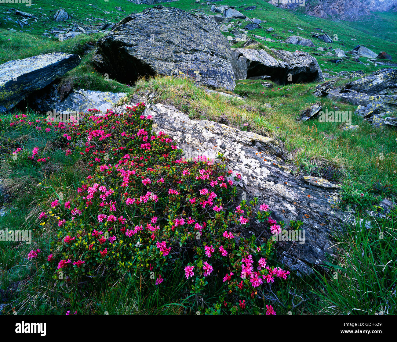 Alpine rose (Rhododendron ferrugineum), landslide area, Elisabethhöhe ...