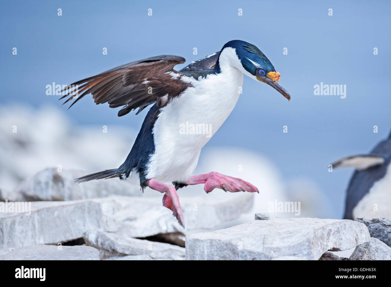 King cormorant, Imperial shag (Leucocarbo atriceps) on rocks, Sea Lion ...
