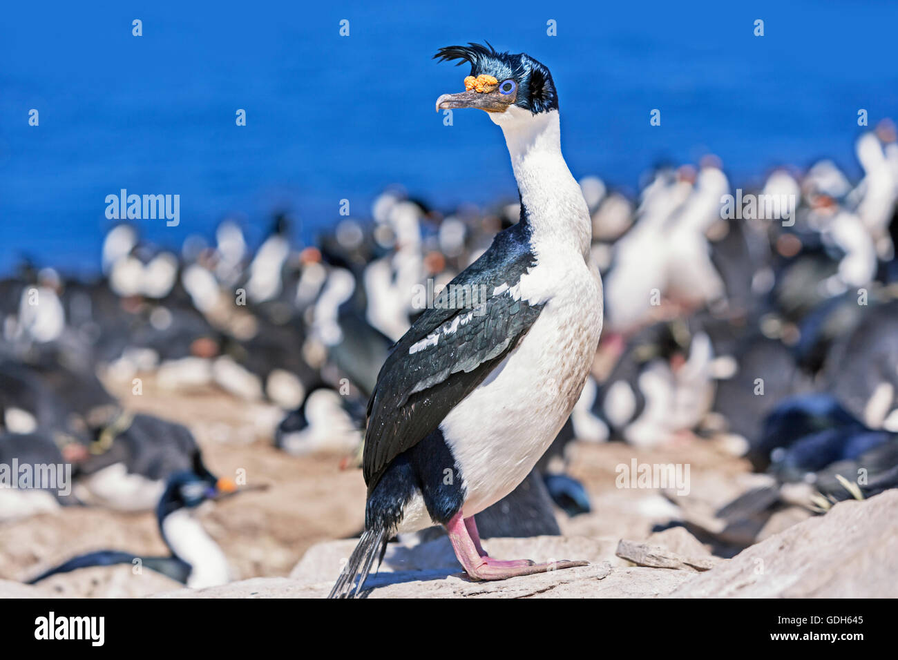 King cormorant, Imperial shag (Leucocarbo atriceps), colony, Sea Lion ...
