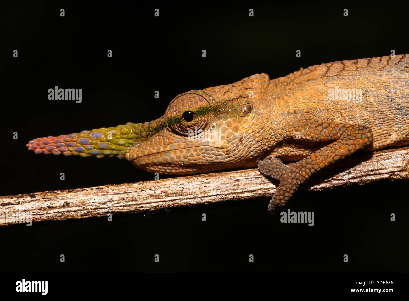 Pinocchio lizard hi-res stock photography and images - Alamy