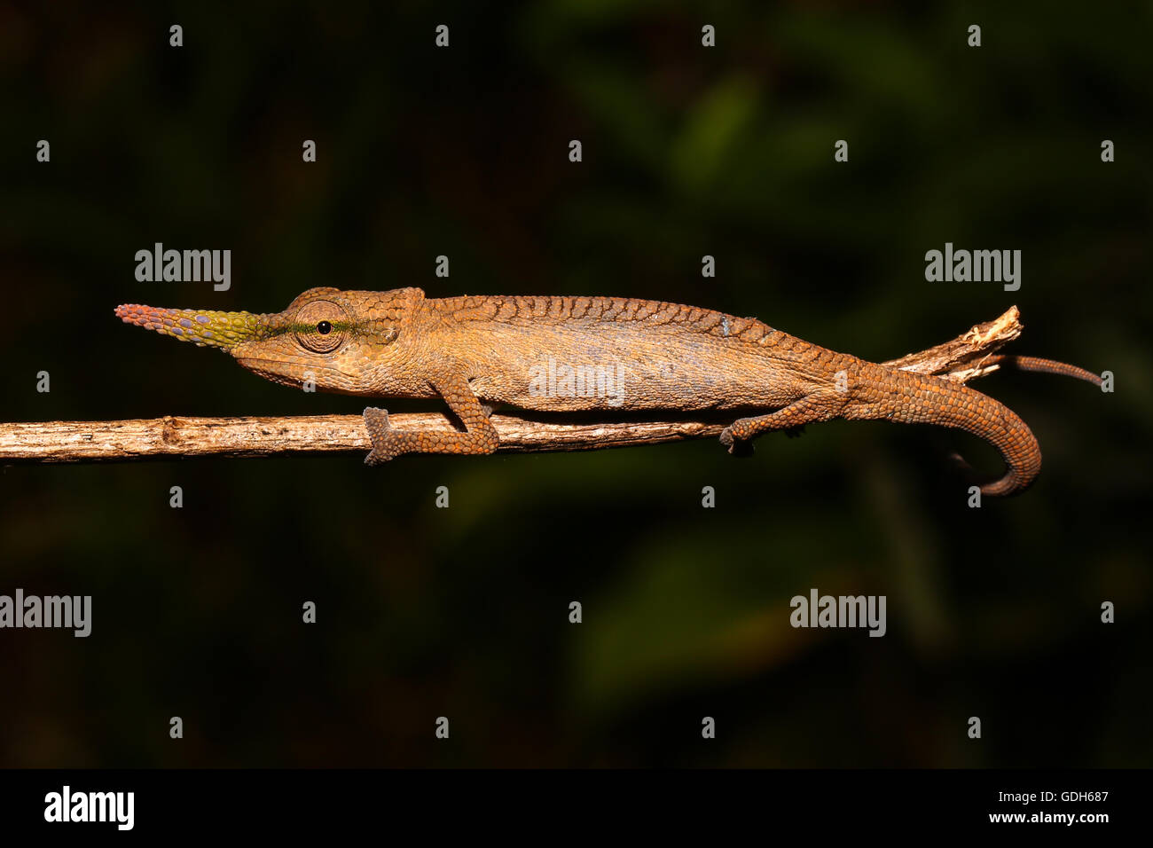 Pinocchio chameleon hi-res stock photography and images - Alamy