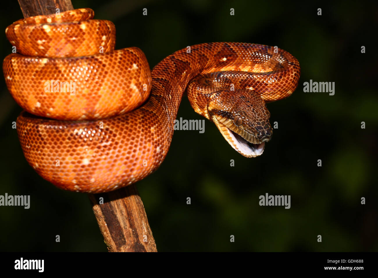 Madagascar Tree Boa (Sanzinia madagascariensis) young, Analamazoatra ...