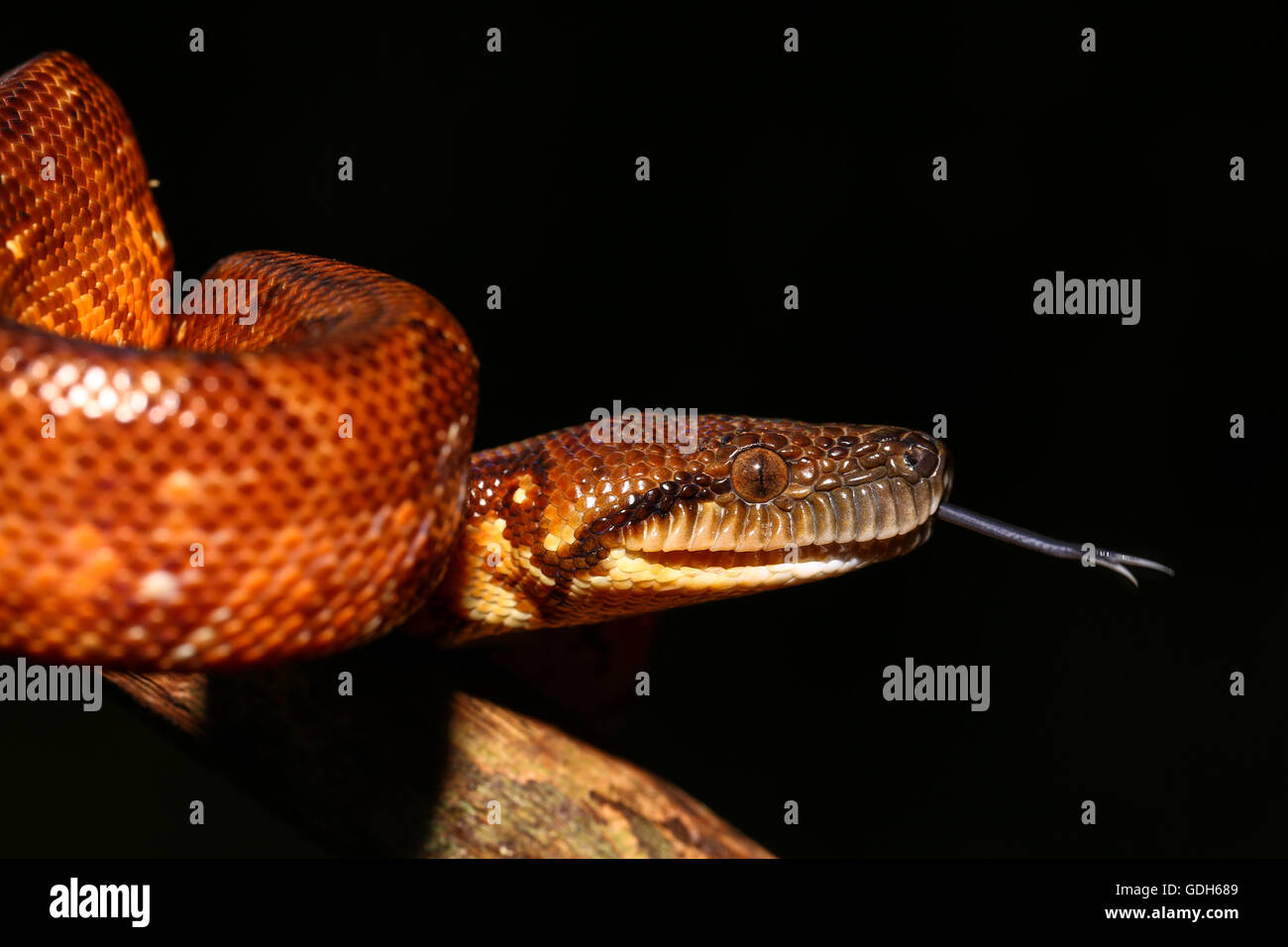 Madagascar Tree Boa (Sanzinia madagascariensis) young, Analamazoatra ...