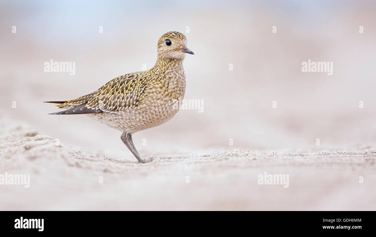 Golden plover winter plumage hi-res stock photography and images - Alamy