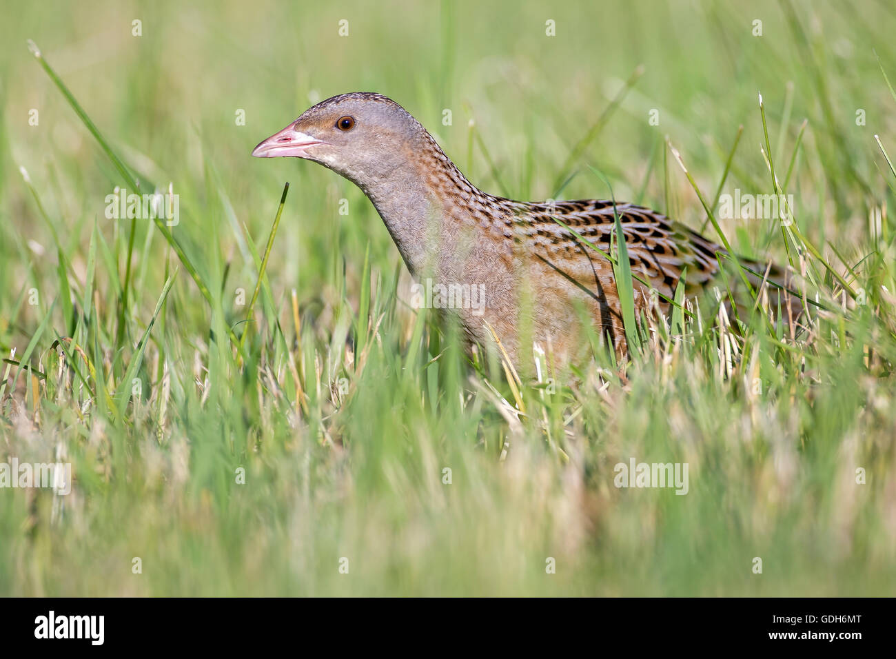 Corncrake, corn crake or landrail (Crex crex), Middle Elbe Biosphere ...