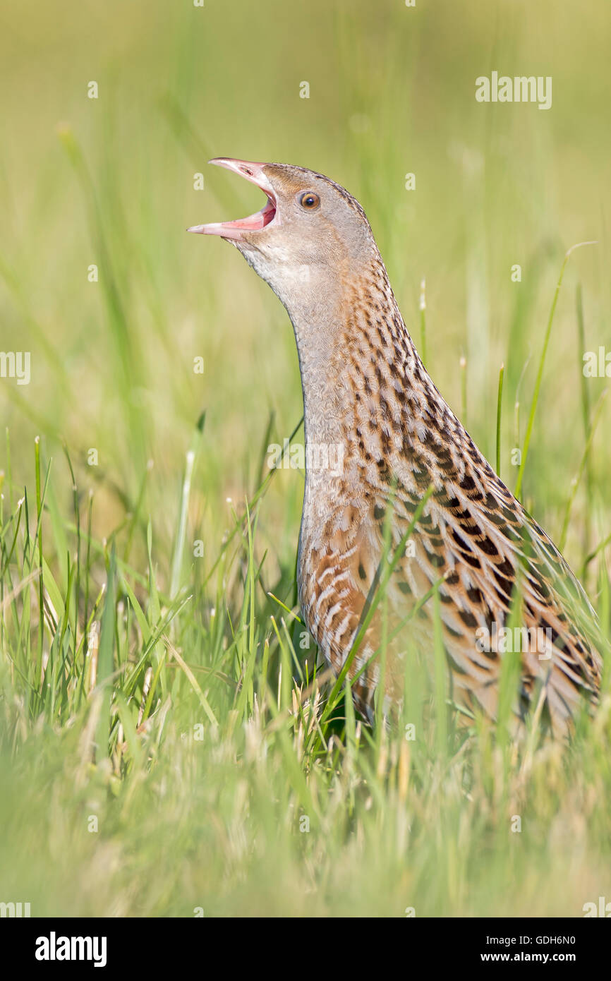 Corncrake calling hi-res stock photography and images - Alamy