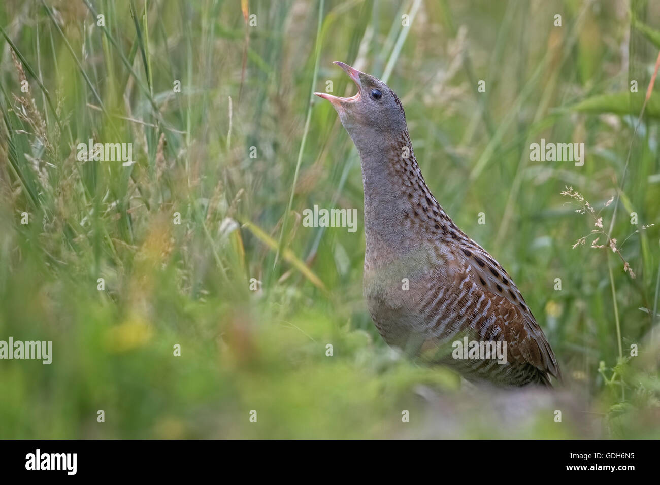 Corncrake calling hi-res stock photography and images - Alamy