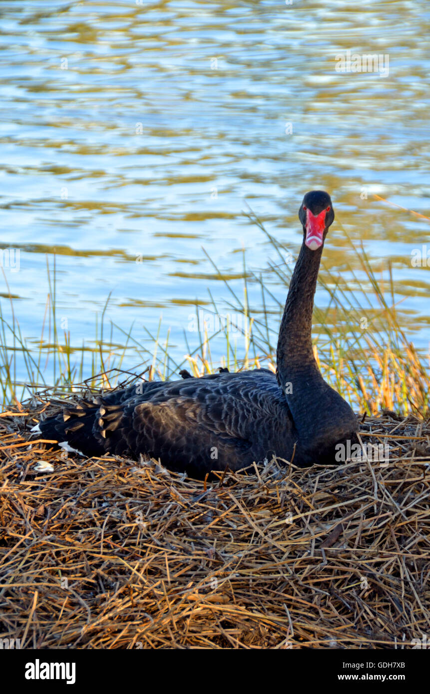 Australian australasia hi-res stock photography and images - Alamy
