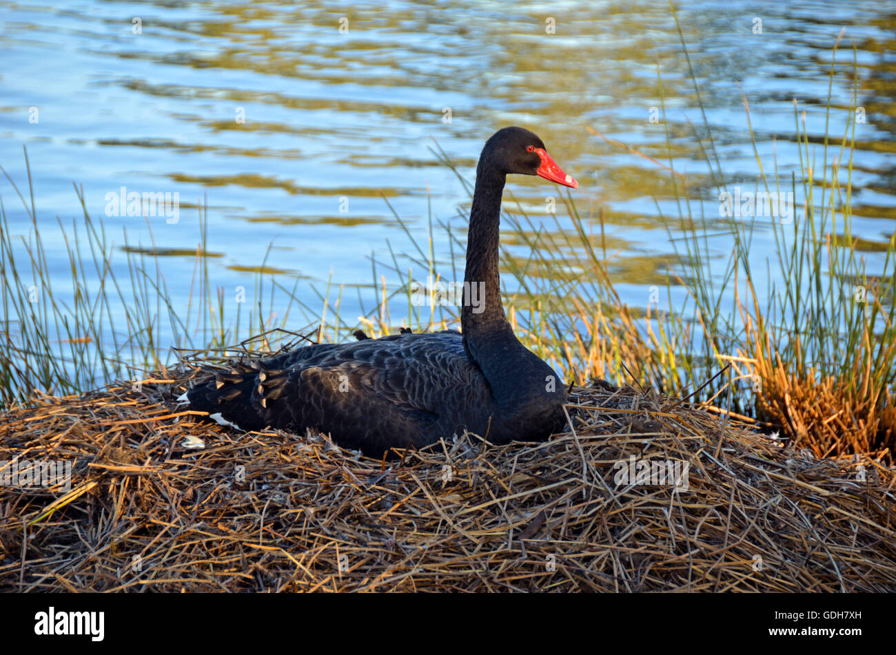 Black Swan (Cygnus atratus Stock Photo - Alamy