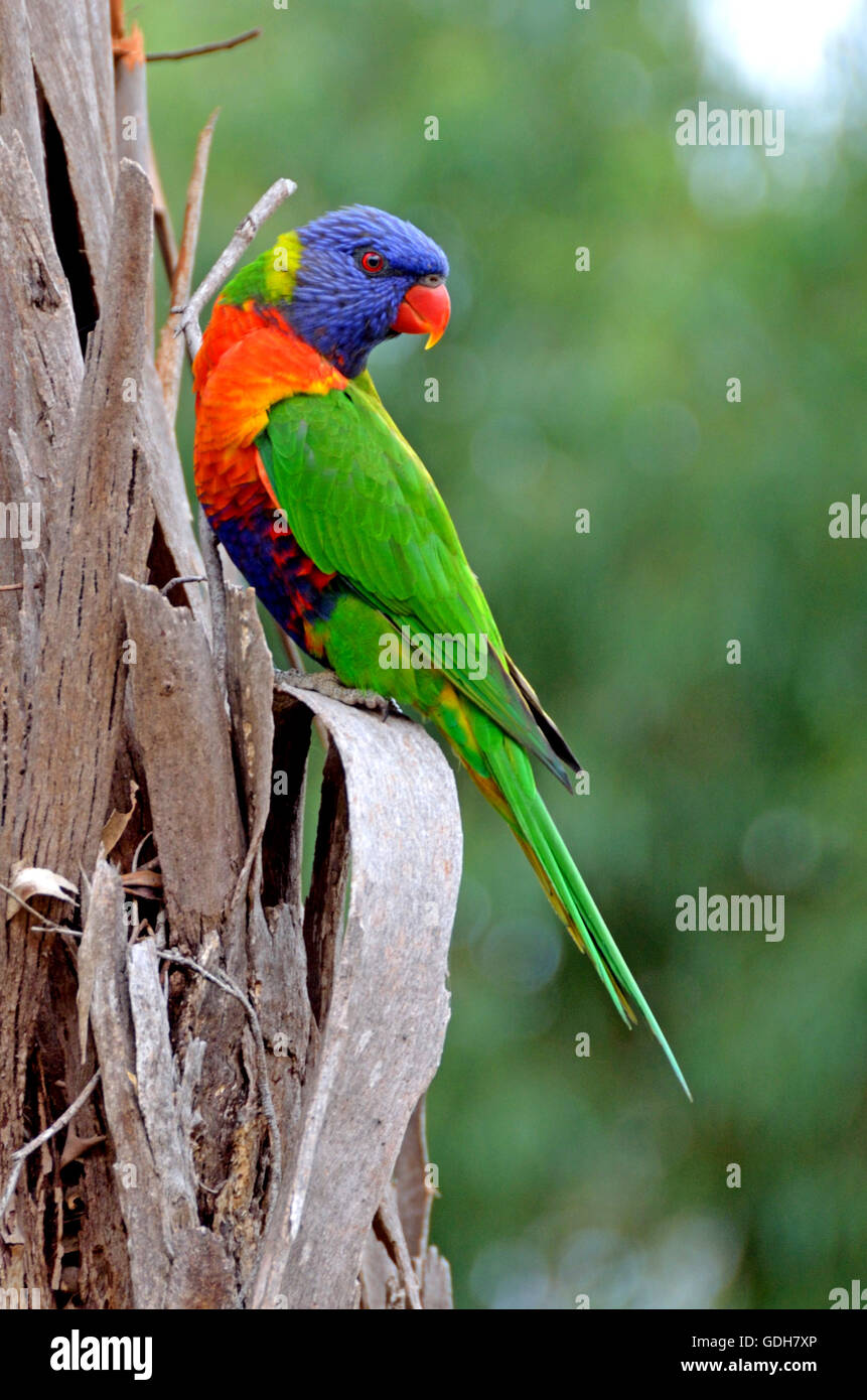 Male rainbow lorikeet hi-res stock photography and images - Alamy