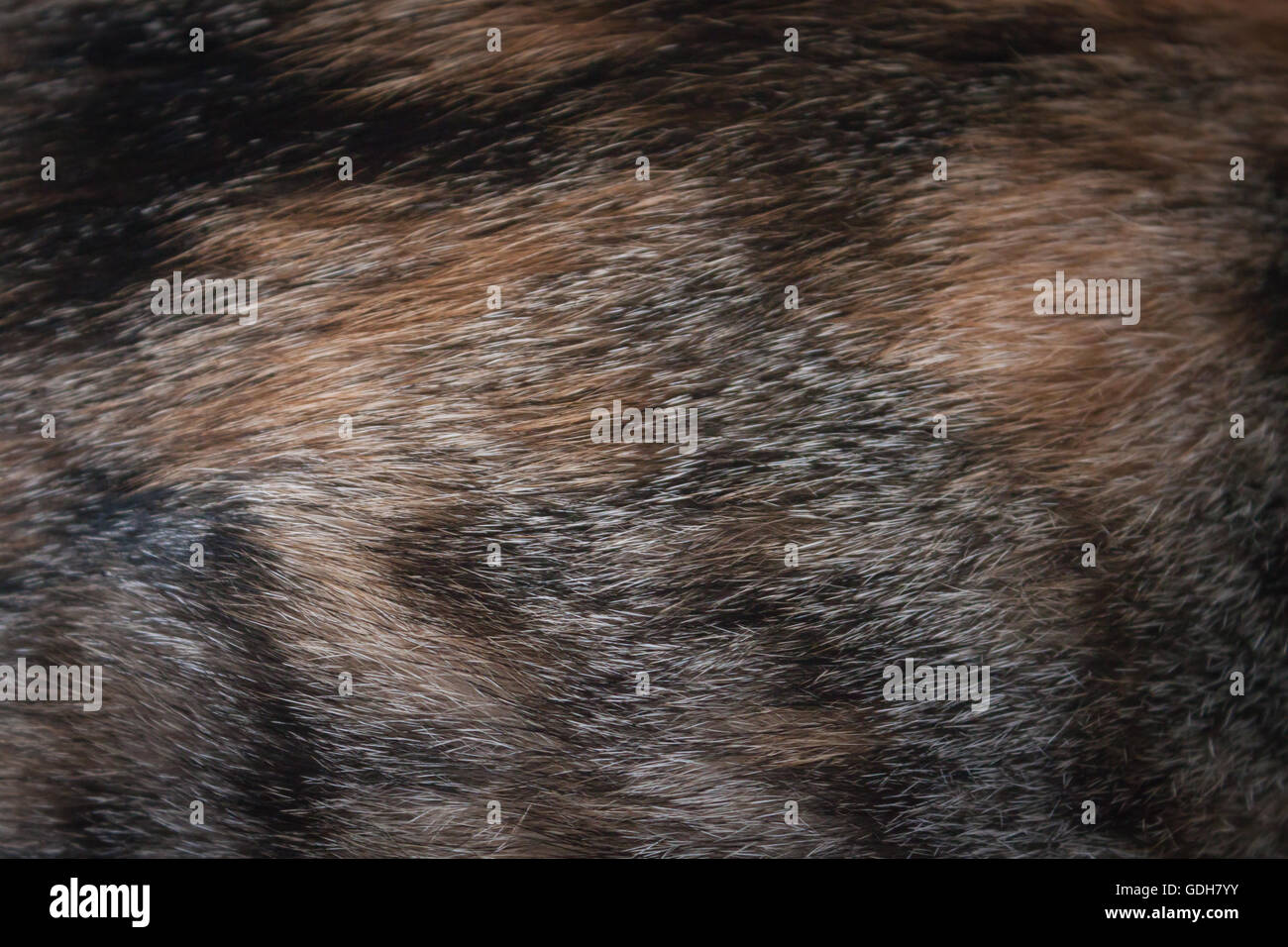 Cat fur pattern hi-res stock photography and images - Alamy