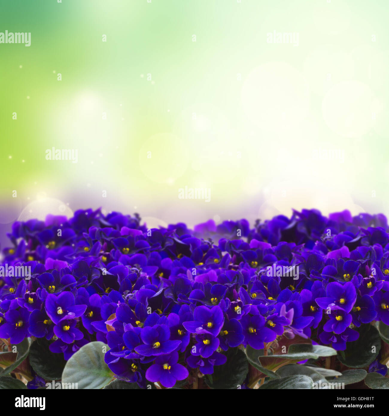 Posy of violets, pansies and ranunculus Stock Photo - Alamy